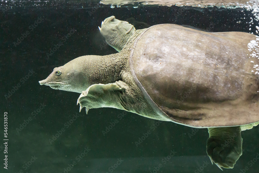 The Chinese Trionyx turtle Pelodiscus sinensis swimming in the aquarium ...