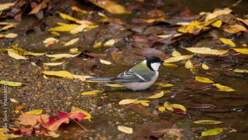 Japanese tit (Parus minor) Jumping on Ground Covered With Vibrant ...