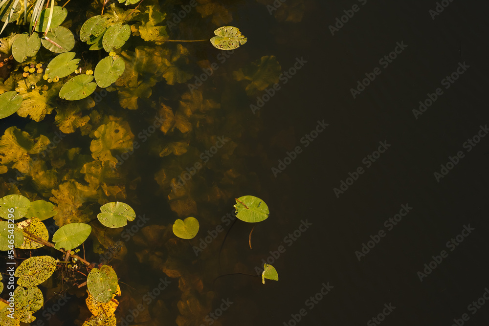 River underwater plants. Underwater world of the river. Top view ...