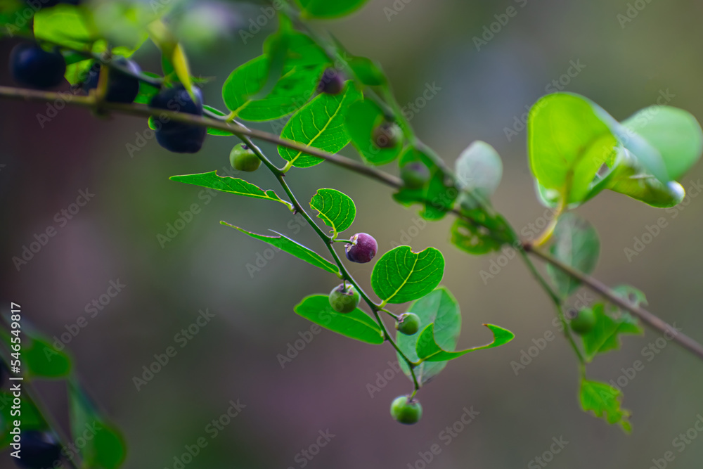Phyllanthus reticulatus is a plant species described Jean Louis Marie ...