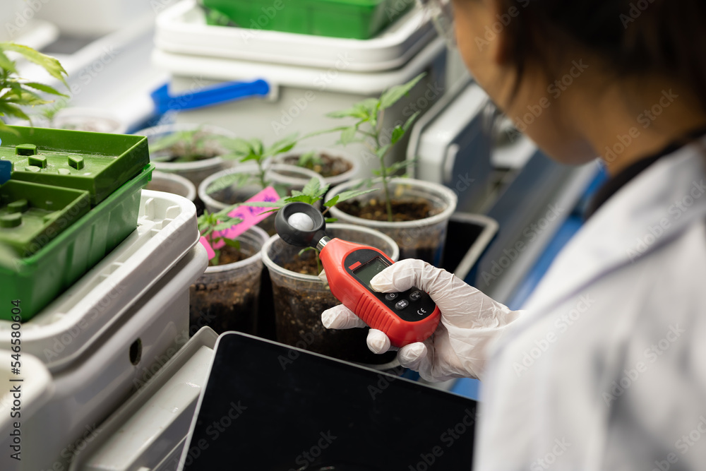 Women scientists care for cannabis plants, use lux meter test quality ...