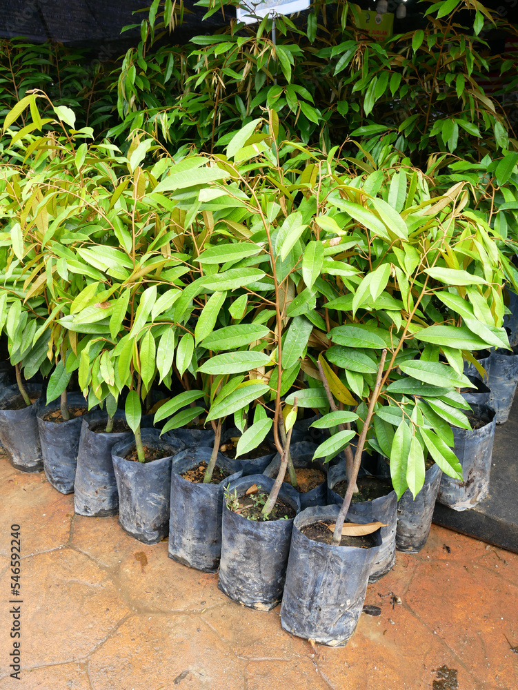 MELAKA, MALAYSIA - MARCH 4, 2022: Durian tree seedlings on display for ...