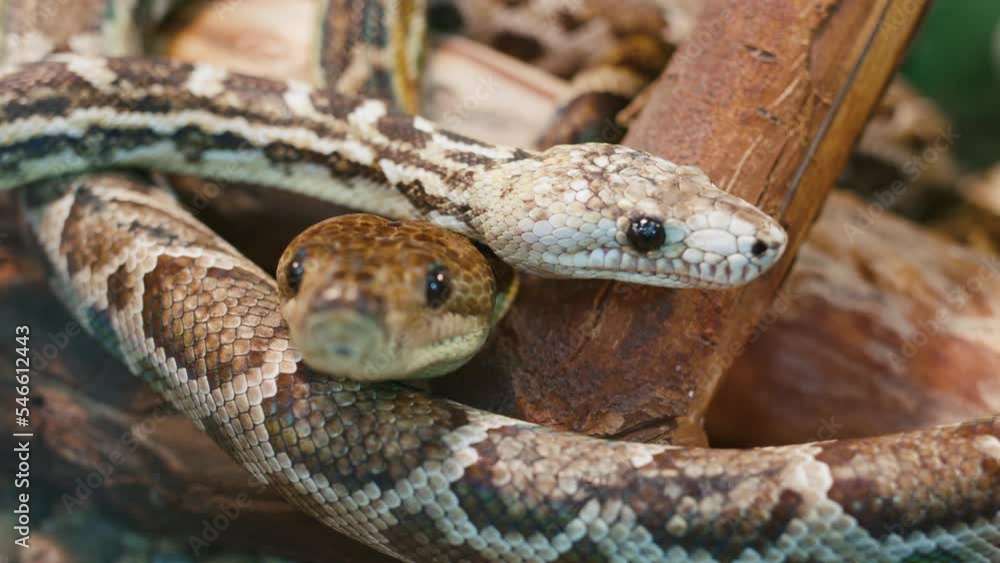 Two large snakes coloration brown with pattern of staggered rhombic ...