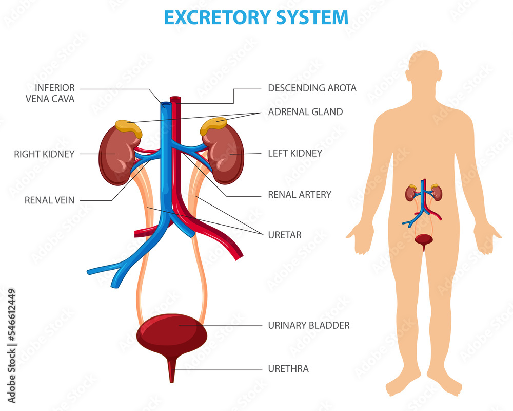 Human excretory system vector illustration Stock Illustration | Adobe Stock Human excretory system vector illustration Stock Illustration | Adobe Stock