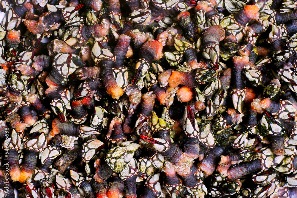 boiled barnacles percebes typical seafood in the food of Galicia, Spain ...