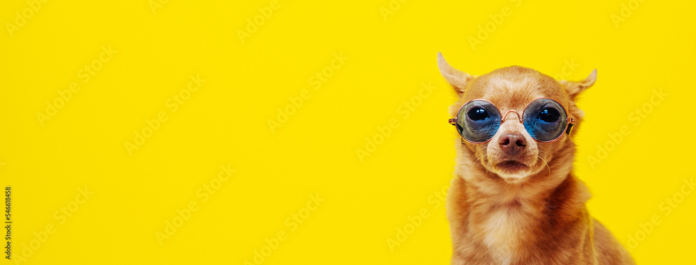 Serious pedigree dog wearing sunglasses against yellow backdrop. Stock ...