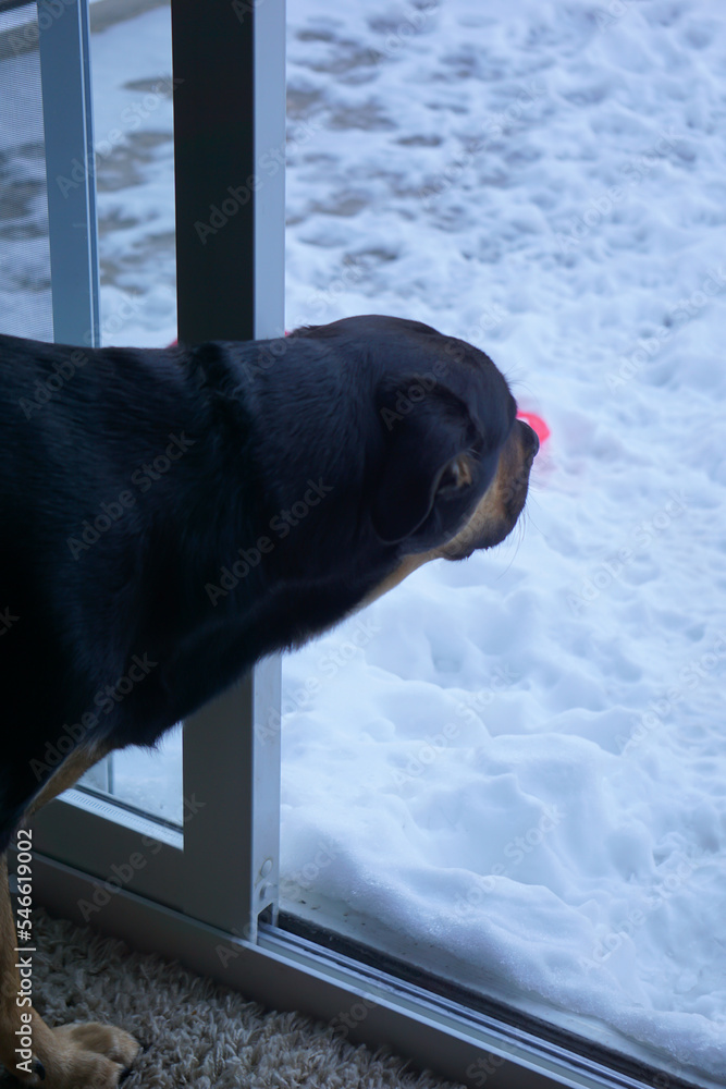 dog looking out window dog on the balcony covered in snow playing ...
