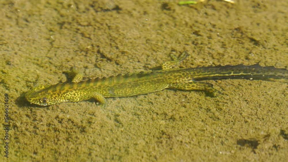 The salamanders have long bodies and long tails. Extinct ones are ...