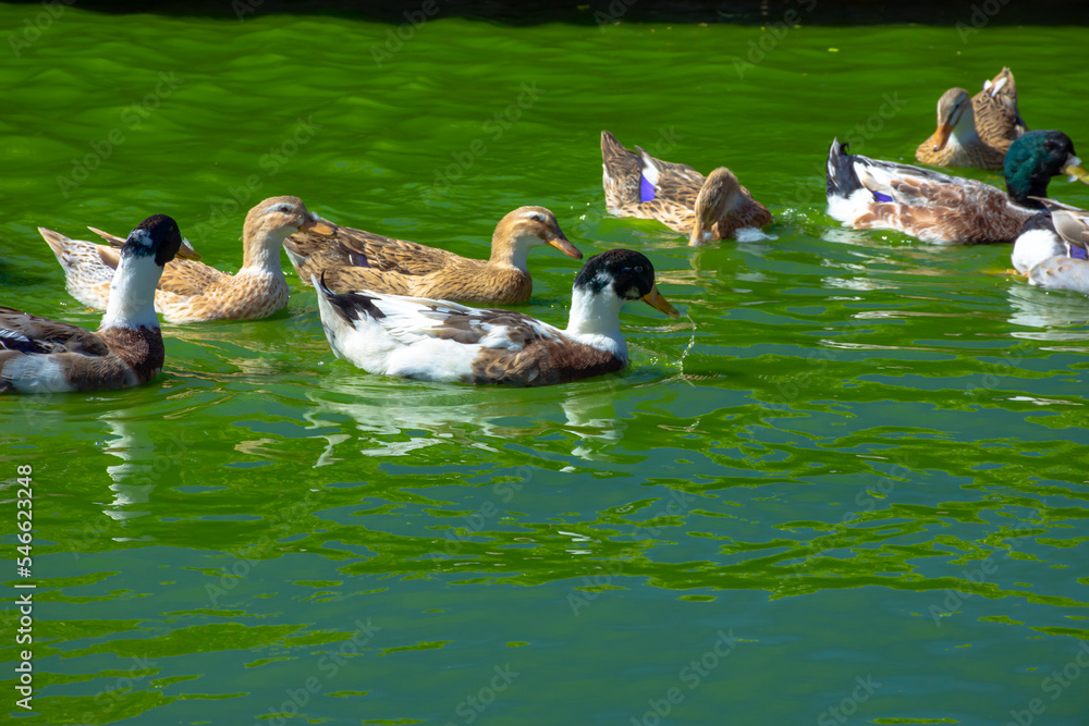 patitos Stock Photo | Adobe Stock