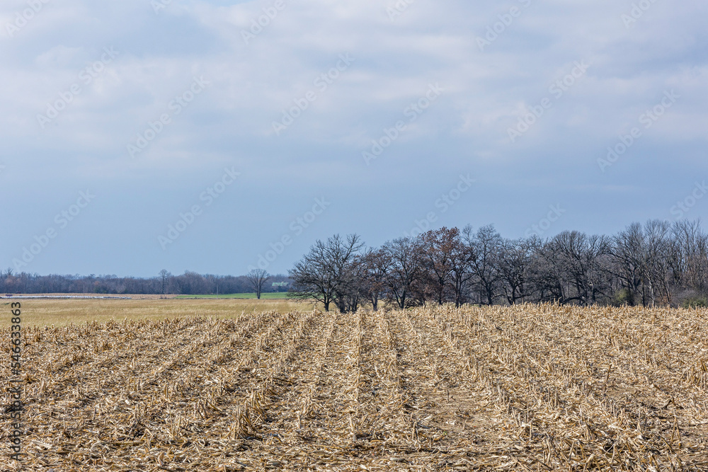 Corn stalks in a harvested field in the autumn with a stormy sky and ...