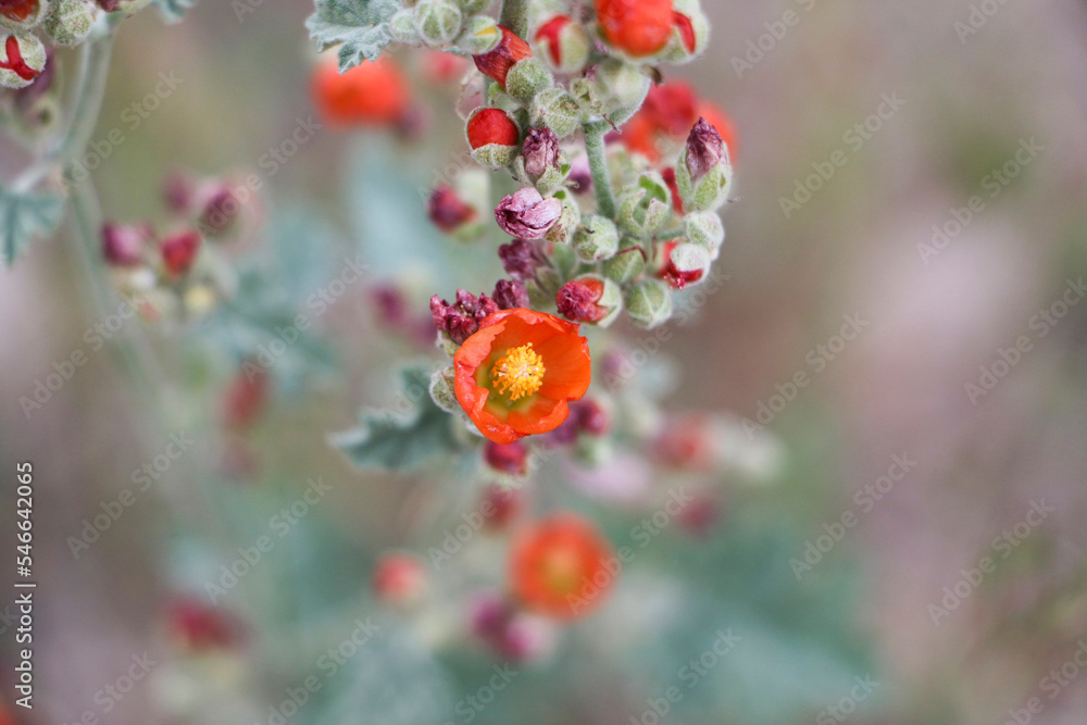 Overhead view of flowers blooming on plants at park Stock Photo | Adobe ...