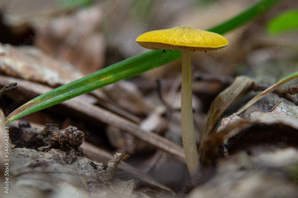 Yellow Field Cap Mushroom Bolbitius titubans sometimes called the Egg ...