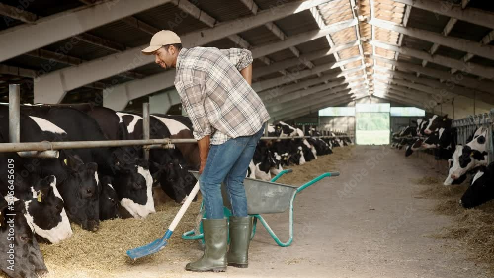 African American happy handsome man farmer in cap working in barn using ...