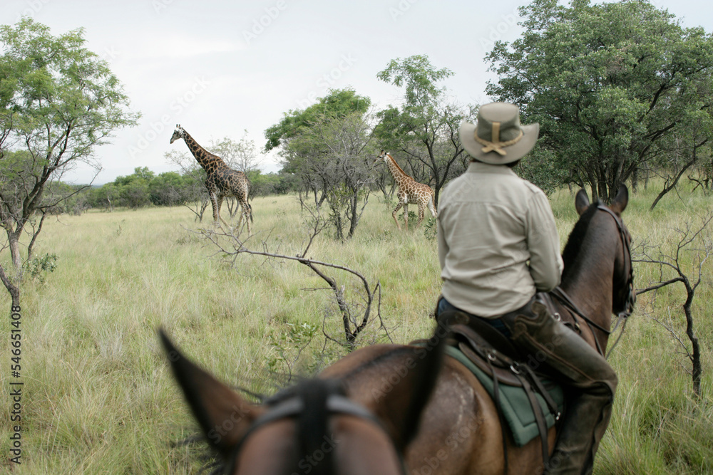 Viewing giraffes while riding horseback at a game reserve in South ...
