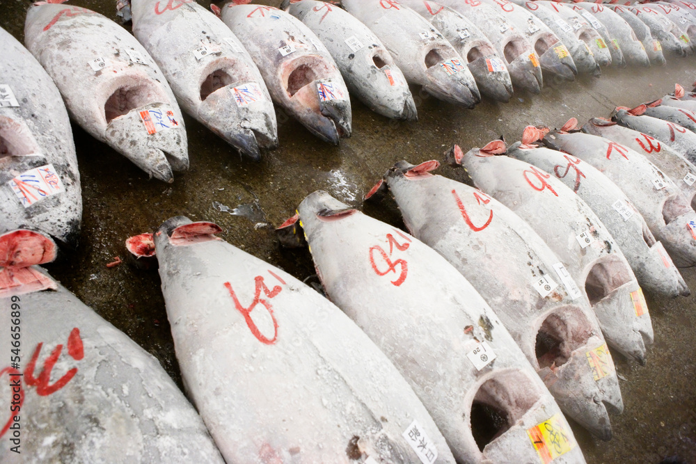 Tsukiji Fish Market, rows of fresh frozen tuna, Tokyo, Japan. Stock ...