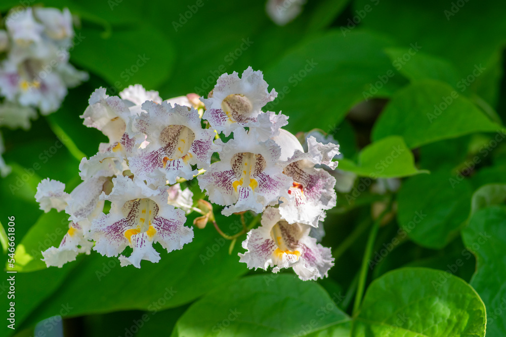 Catalpa bignonioides indian-bean-tree medium sized deciduous ornamental ...
