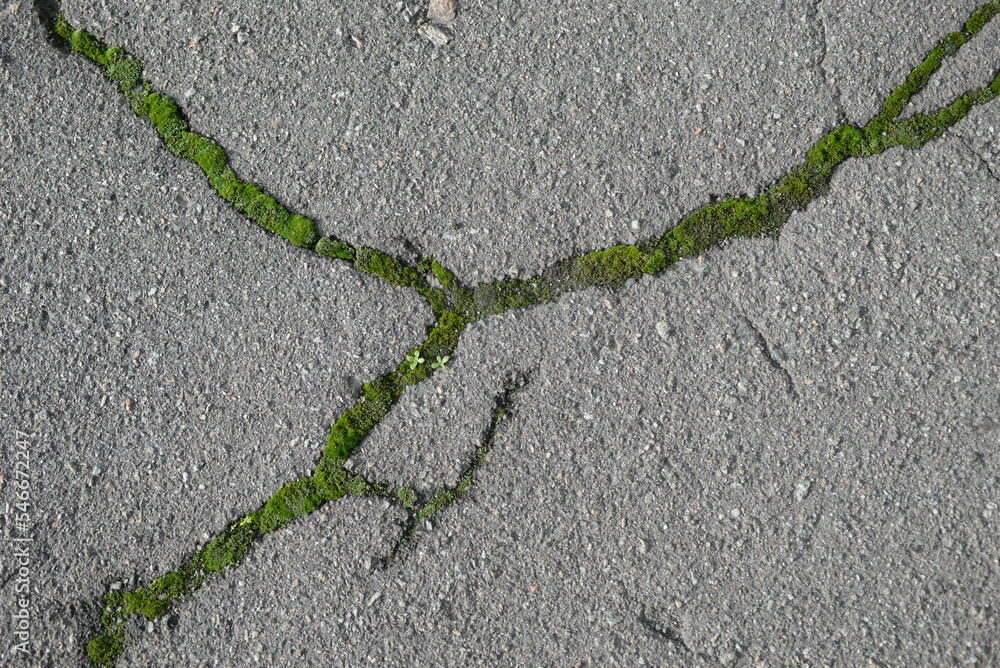 velvet dark green moss close-up in a crack of gray asphalt close-up ...