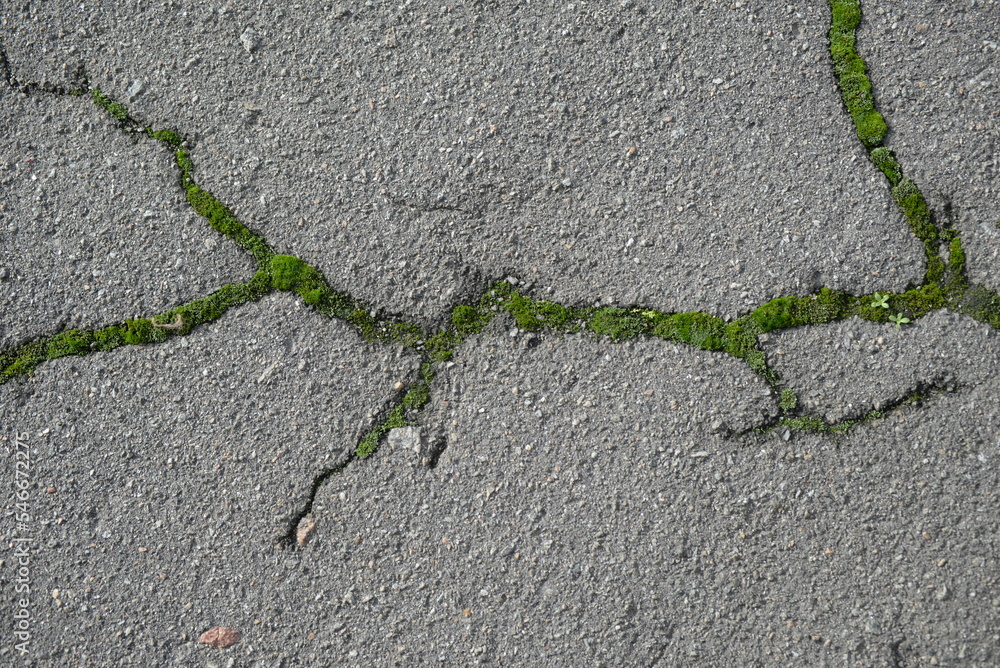 velvet dark green moss close-up in a crack of gray asphalt close-up ...