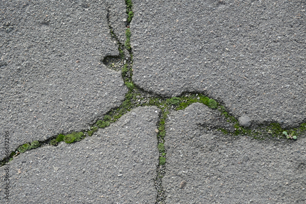 velvet dark green moss close-up in a crack of gray asphalt close-up ...