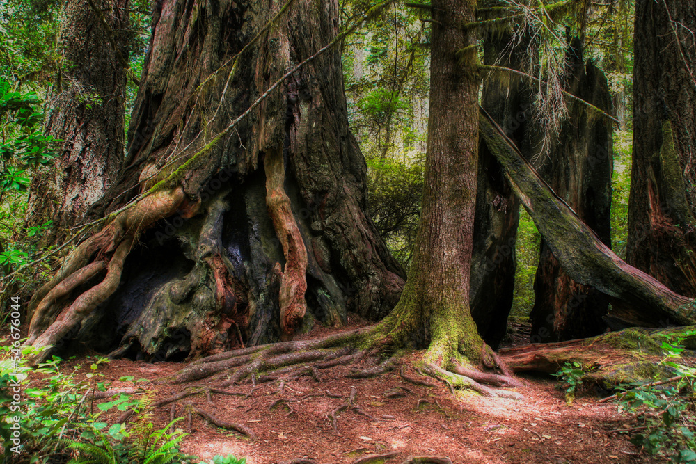Mystical clearing featuring ancient gnarly tree in the National Redwood ...