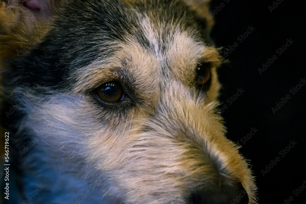 Piesek, mieszaniec, haskiego z kundlem Stock Photo | Adobe Stock