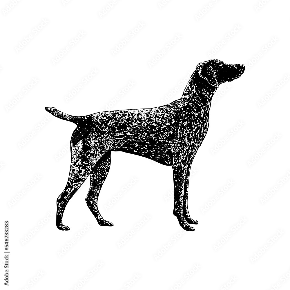 German Shorthaired Pointer dog hand drawing vector illustration ...