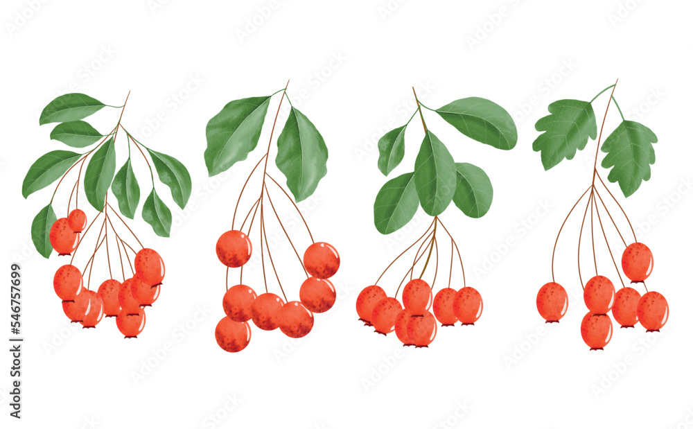 Colorful red berries with leaves and branches watercolor clipart set ...