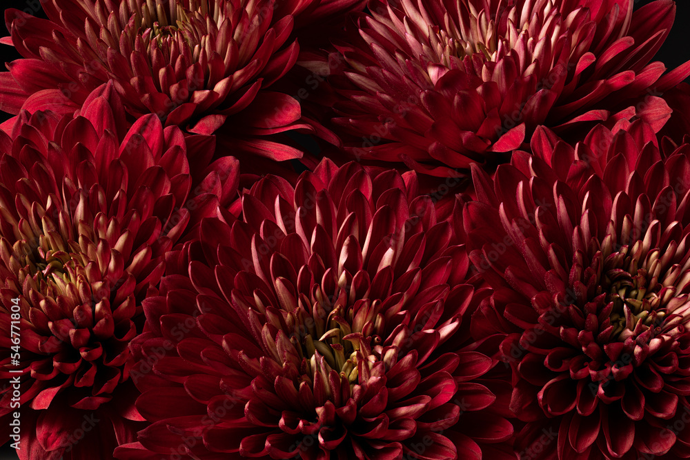 Red Mums Flowers Stock Photo | Adobe Stock