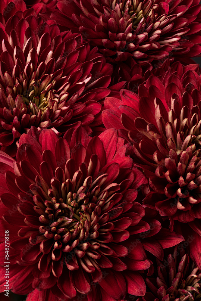 Red Mums Flowers Stock Photo | Adobe Stock
