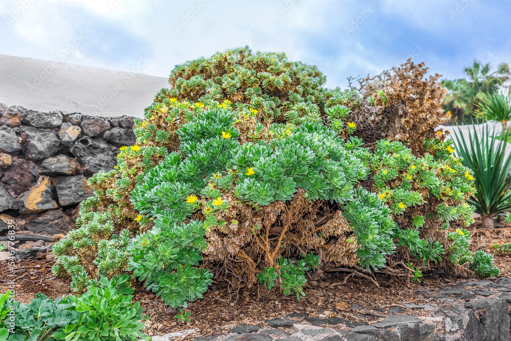 Flowering bush Asteriscus sericeus in the Jardines de Playa Chica ...