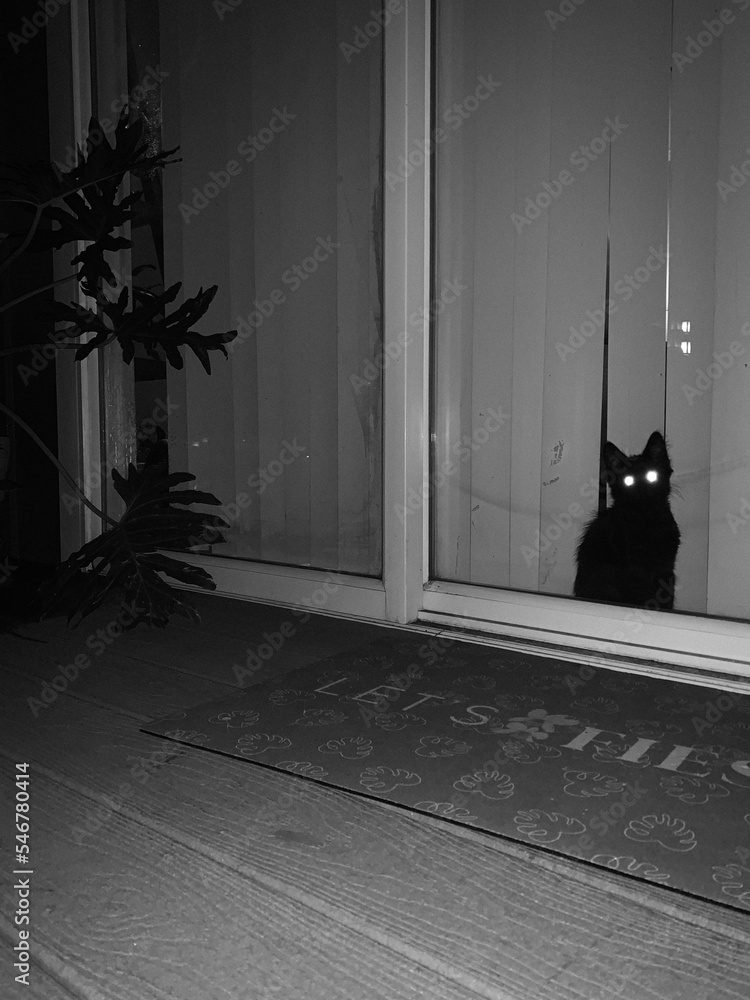Black Cat Behind Window Stock Photo | Adobe Stock