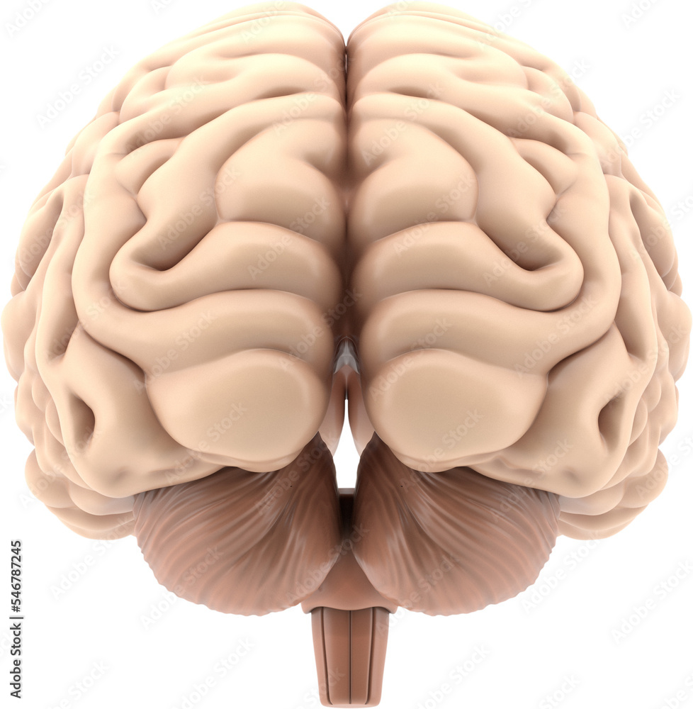 3D human brain back view on a transparent background Stock Illustration ...