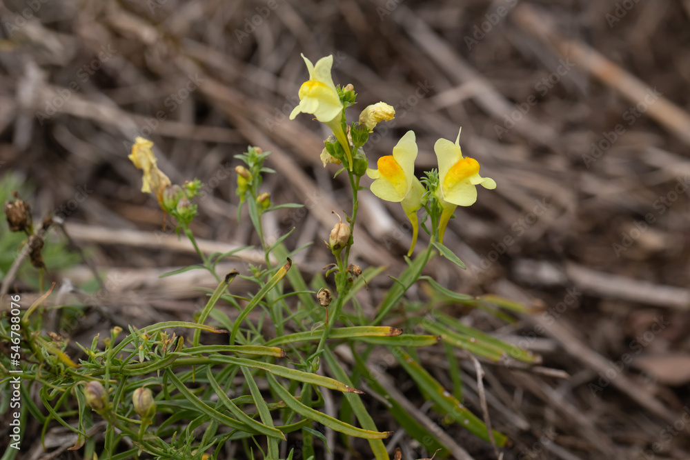 Lnica pospolita (linaria vulgaris, plantaginaceae), żółty kwiat, ziele ...