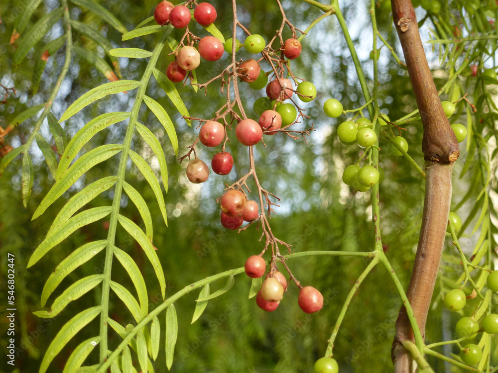 Falso pimentero. Schinus molle. Detalle. Fruto Stock Photo | Adobe Stock