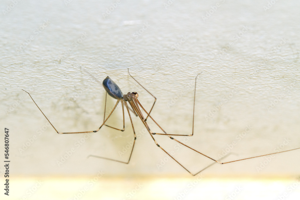 Pholcid spider, a spider with very longs legs, Daddy long-legs Stock ...