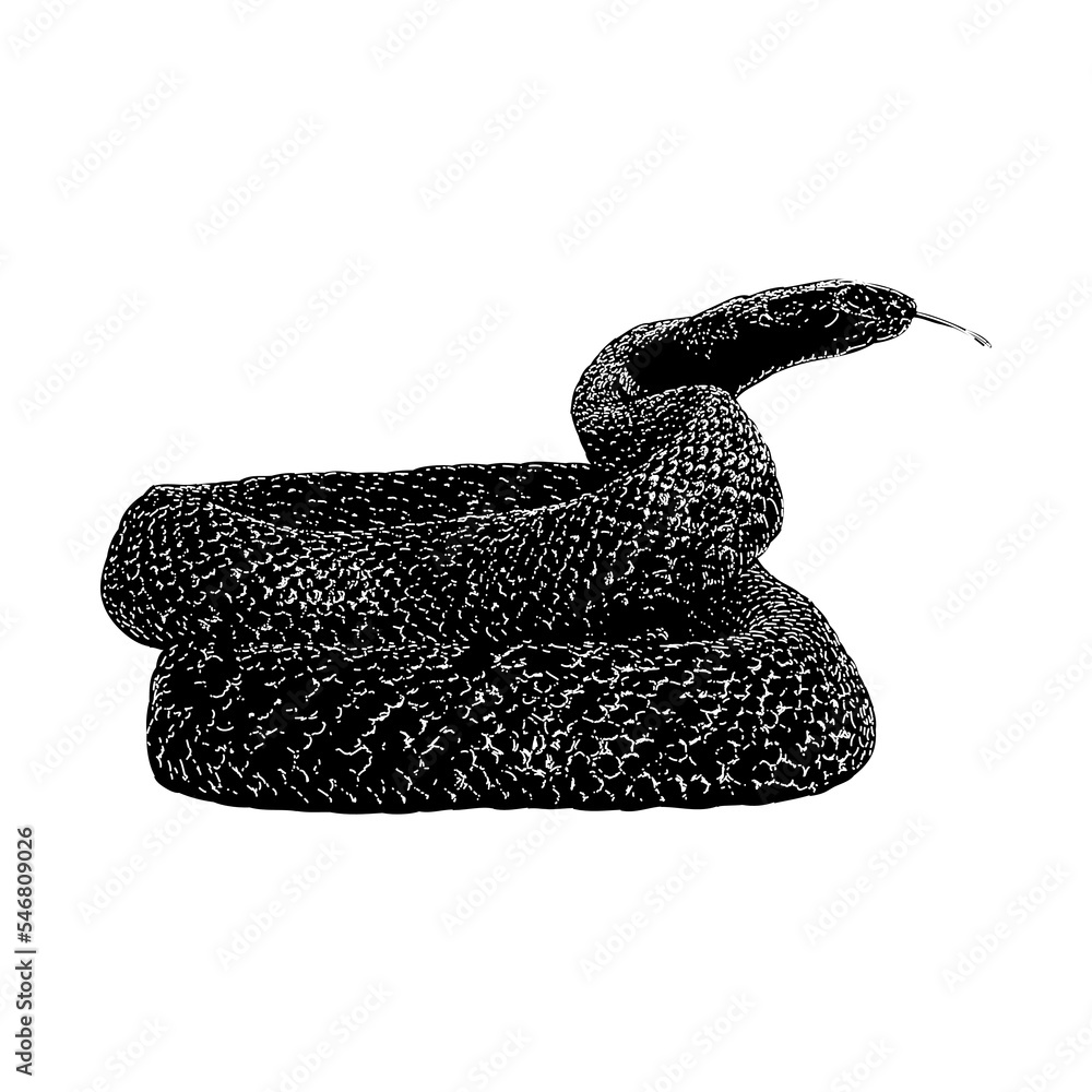 Inland Taipan Snake hand drawing vector illustration isolated on ...
