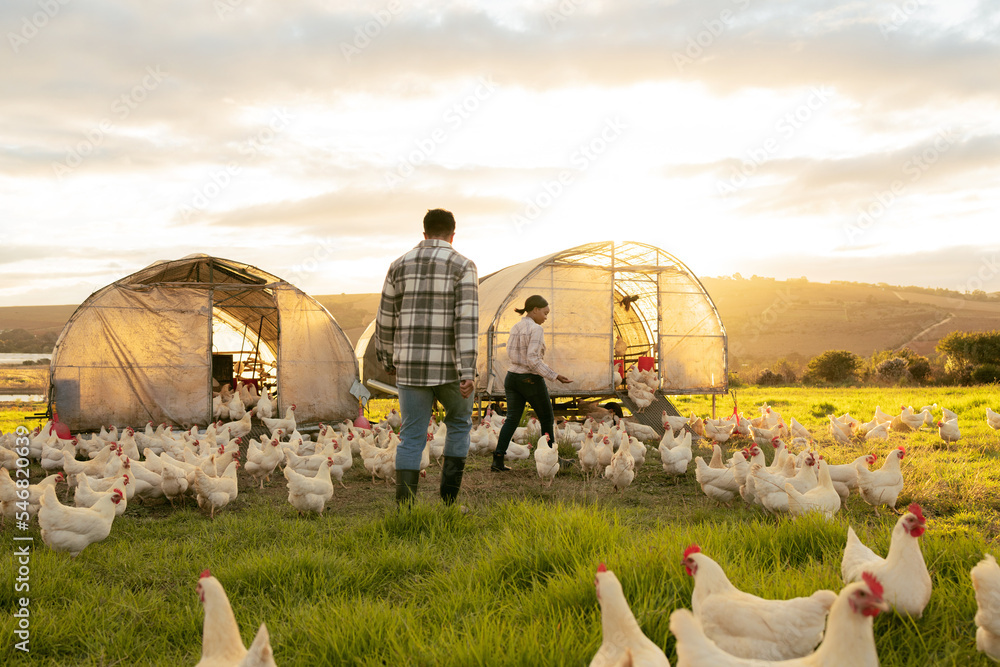 Farm, couple and chicken with an agriculture team working together ...