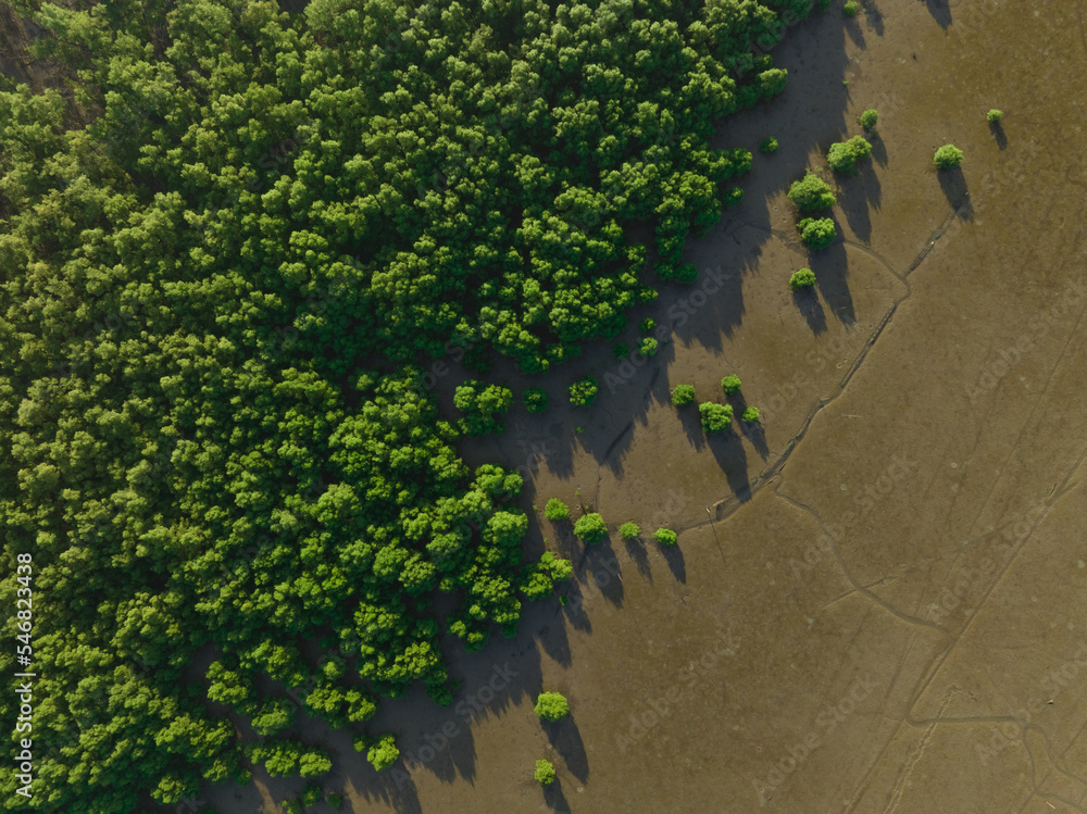 Green mangrove forest with morning sunlight. Mangrove ecosystem ...