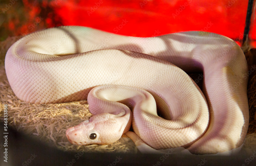 Blue Eyed Leucistic Ball Python (Royal Python). The Royal python is a non-venomous snake from ...