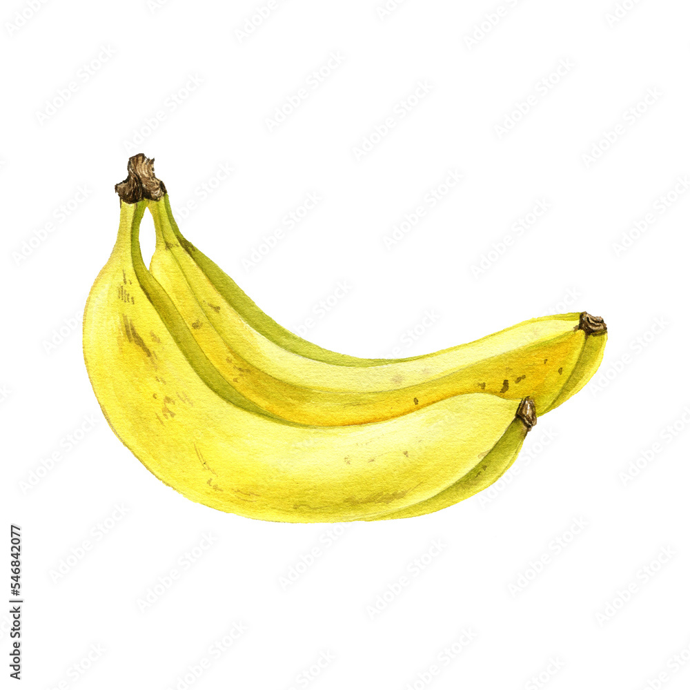 watercolor drawing yellow bananas , fruits isolated at white background ...