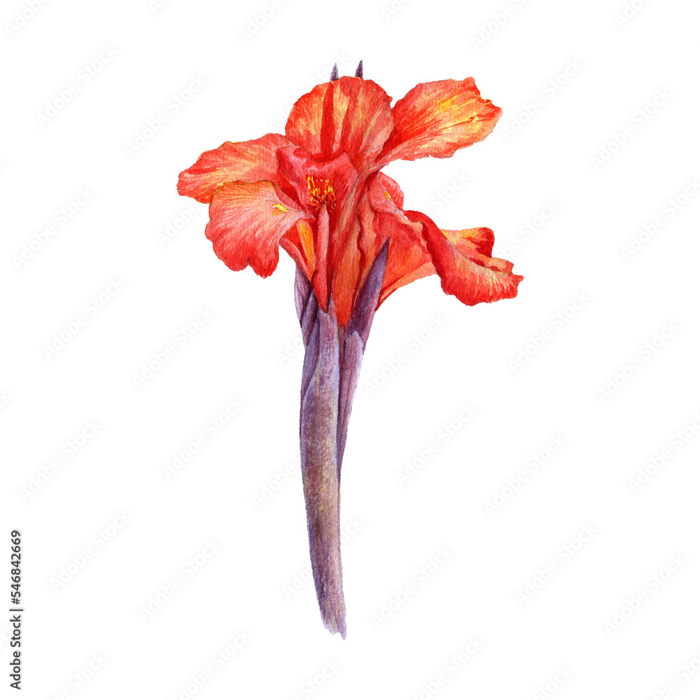 watercolor drawing flower of red canna lily isolated at white ...