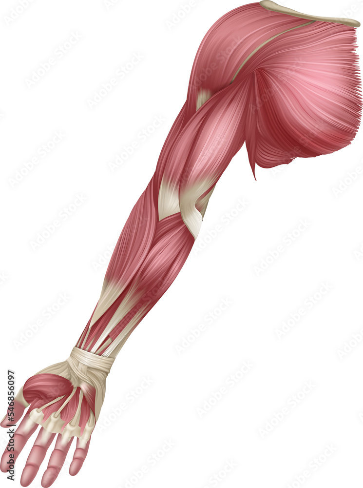 Arm Muscles Human Muscle Medical Anatomy Diagram Stock Illustration ...