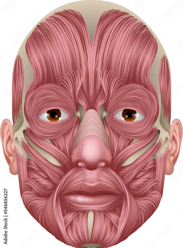 Face Muscles Human Muscle Medical Anatomy Diagram Stock Illustration ...