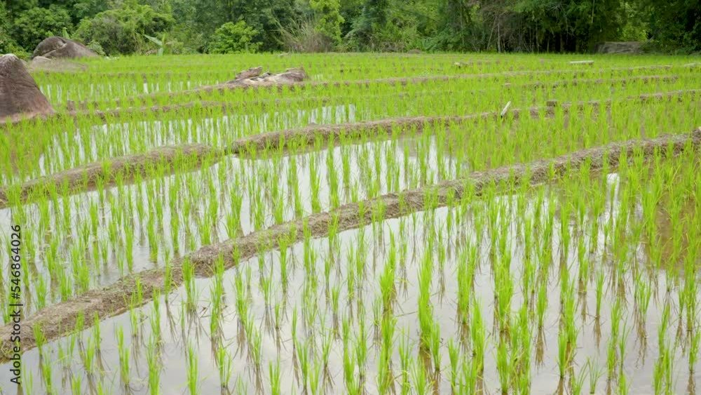 4K Green rice fields planted as terraces planted on high mountains rice ...