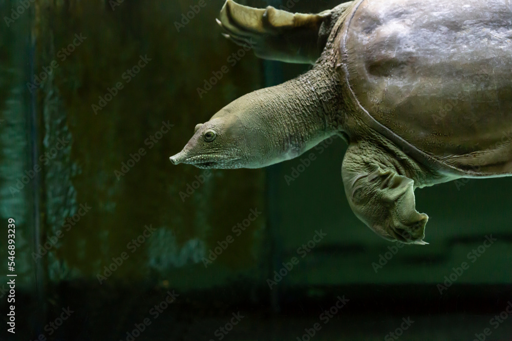 The Chinese Trionyx turtle Pelodiscus sinensis swimming in the aquarium ...