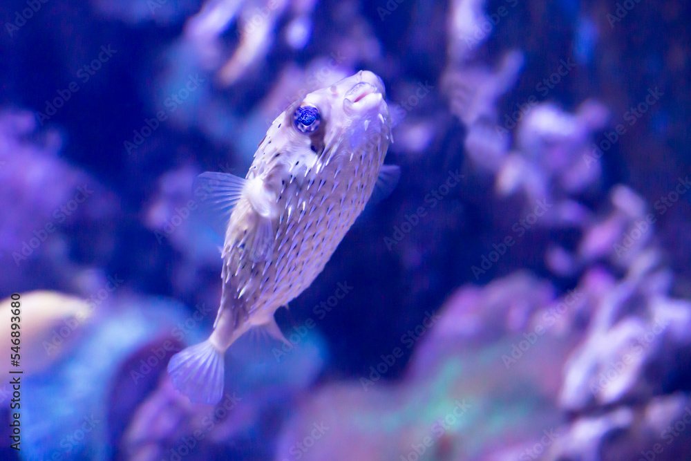 Porcupinefish is hiding under under Lettuce coral. Ajargo, Giant ...