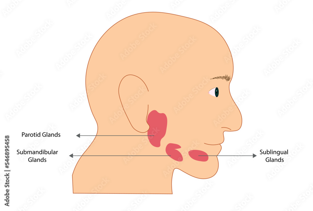 Salivary gland illustration, Parotid, submandicular and sublingual ...