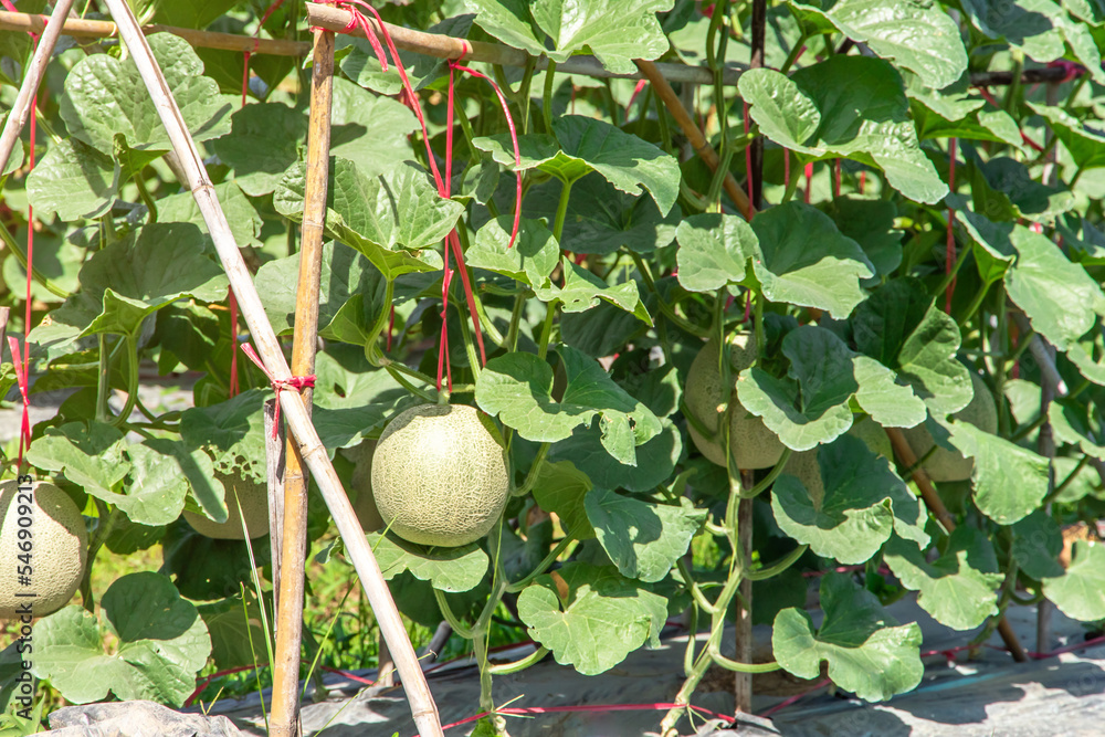 Melons in the garden,Japanese melon tree growing in the garden,Melon ...