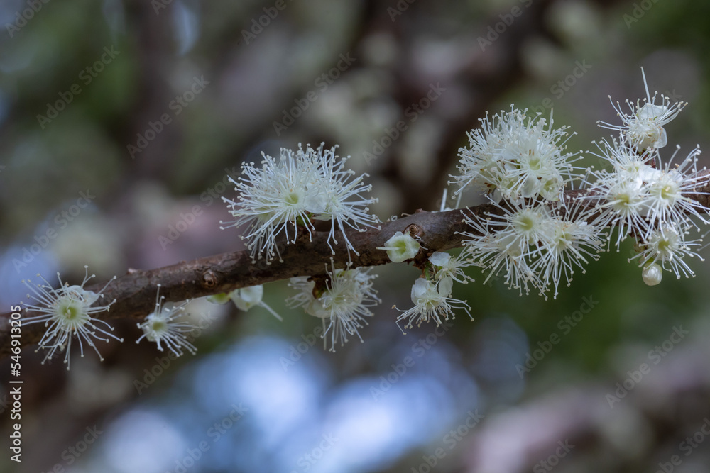 Exotic flower. Jabuticaba season. Species Plinia cauliflora. Jaboticaba ...