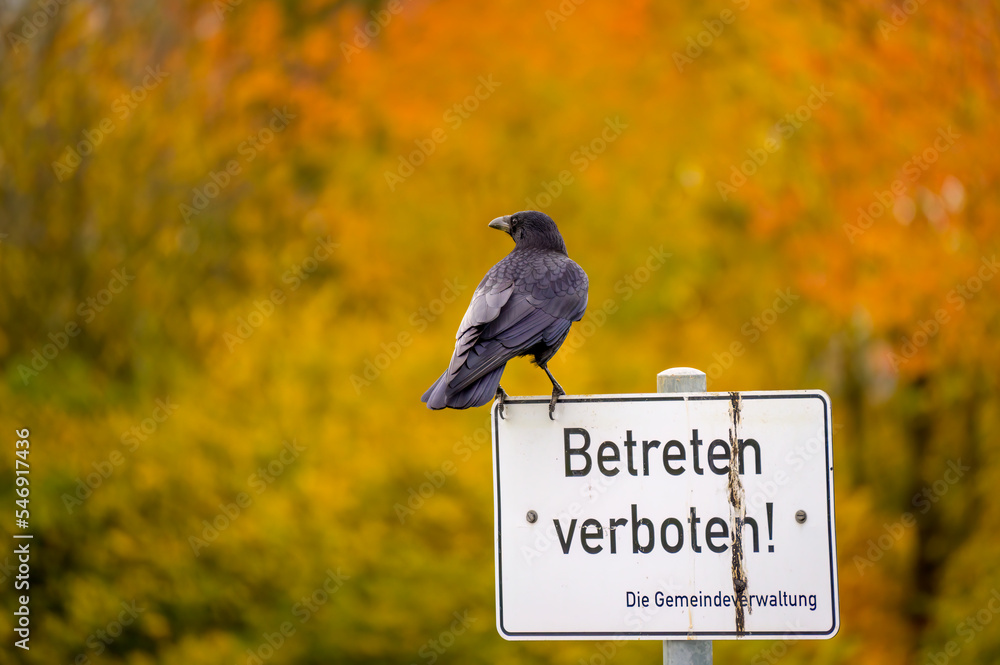 Carrion Crow or Corvus corone sits on a German sign saying Betreten ...